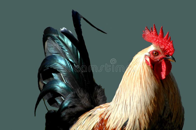 Butting bison heads stock image. Image of ramming, butting - 18021565