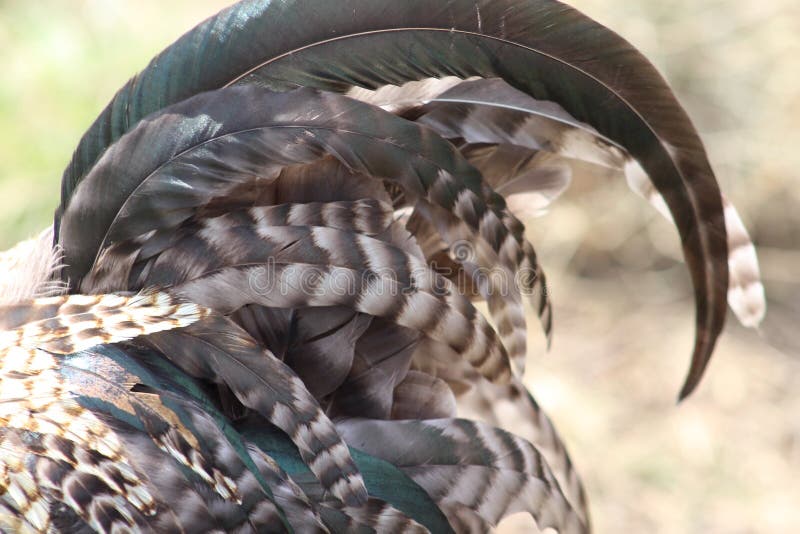 Rooster tail feathers stock photo. Image of tail, chicken - 87618906