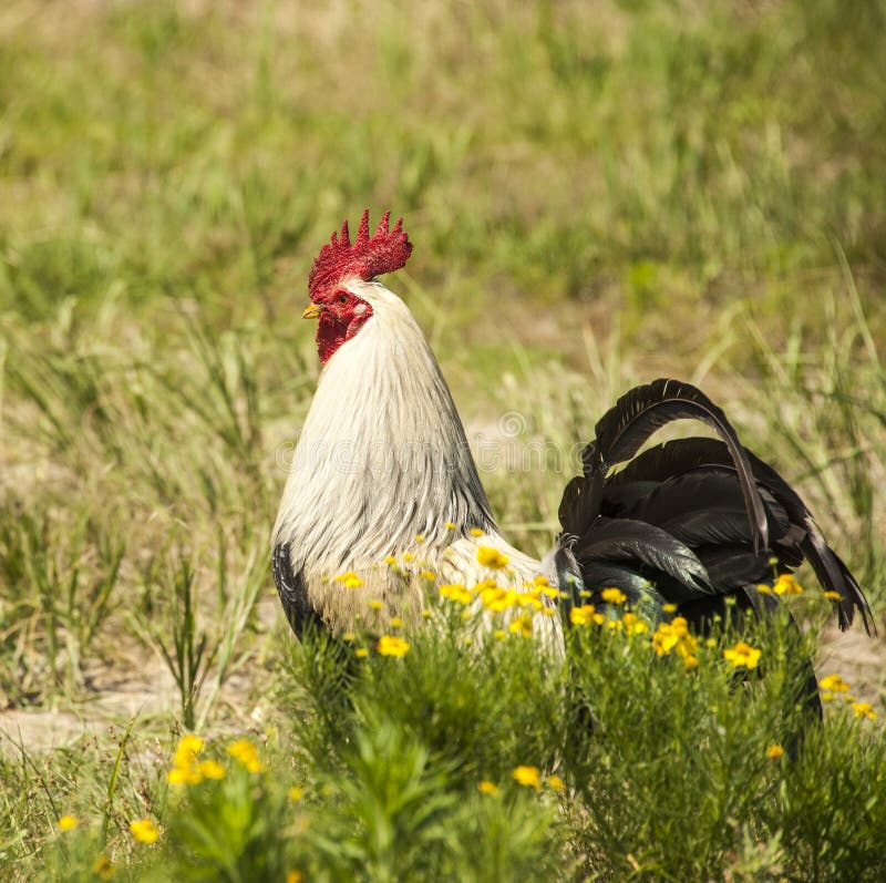 Rooster tail stock photo. Image of rosters, walking, farm - 55829416