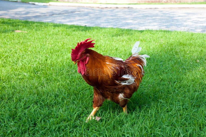 Local Rooster stock photo. Image of brown, domestic, fierce - 30366956
