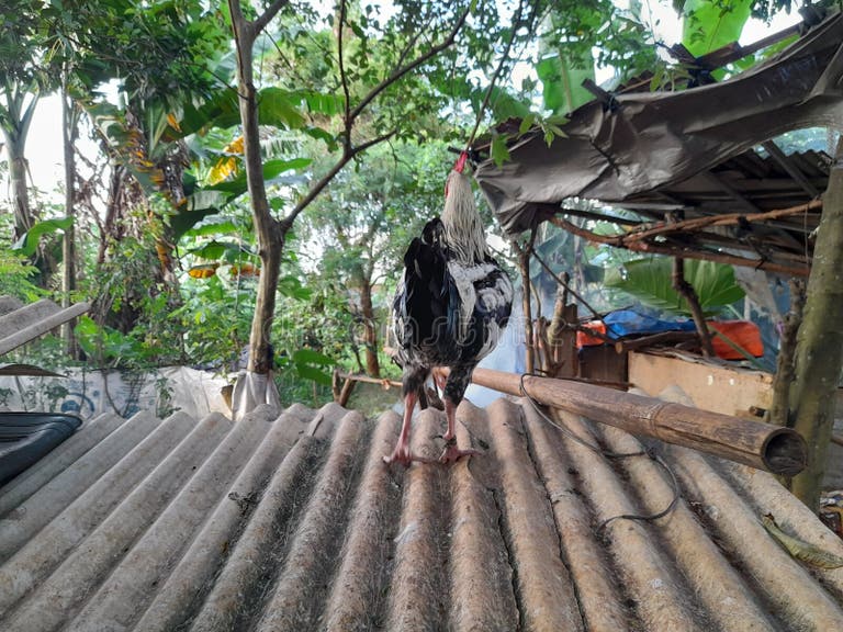 Rooster on the tiled roof stock photo. Image of jungle - 267206426
