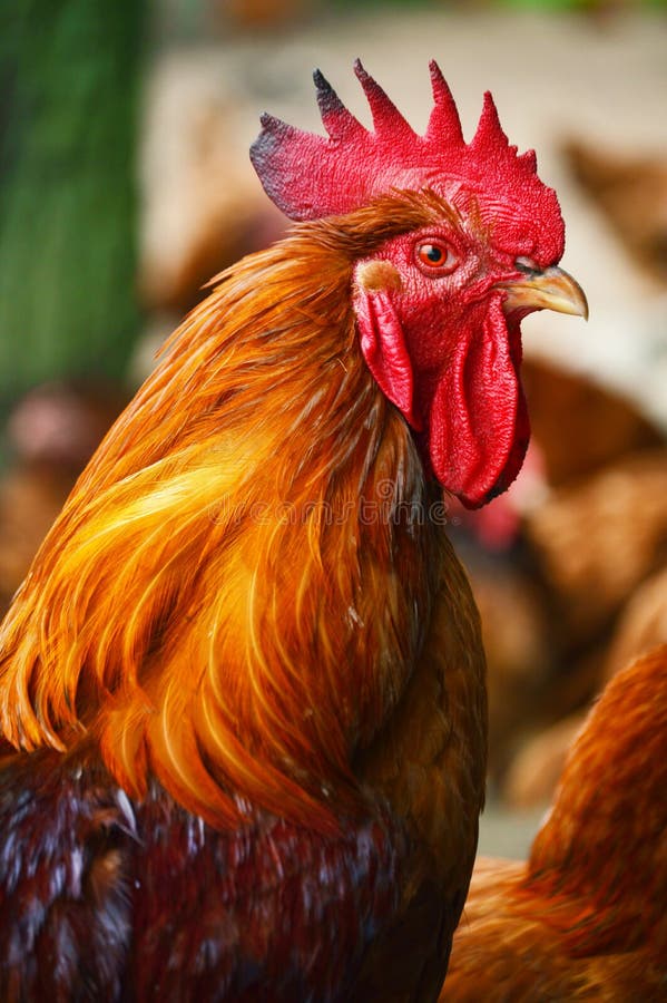 Rooster stock photo. Image of country, life, rural, chicken - 5944360