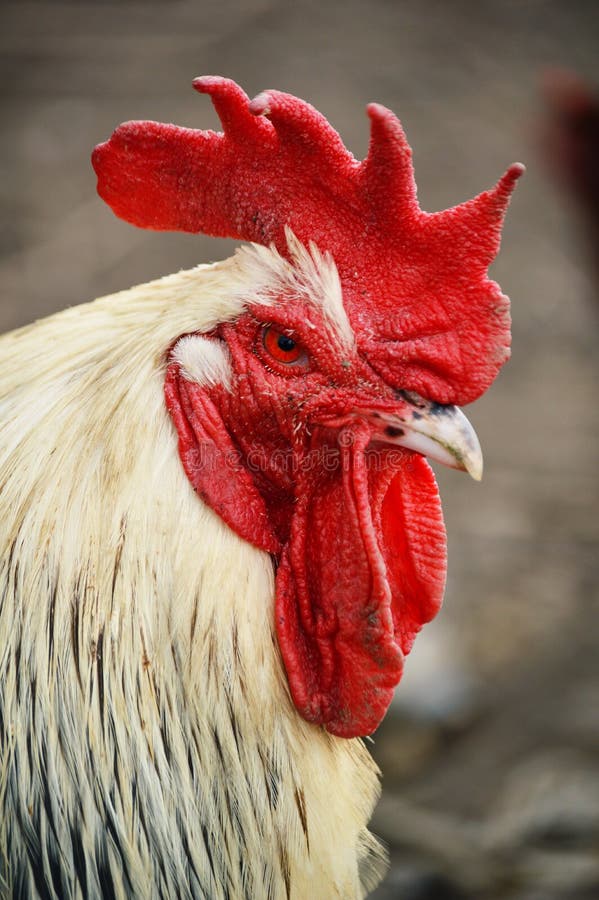 Rooster on Traditional Free Range Poultry Farm Stock Image - Image of ...