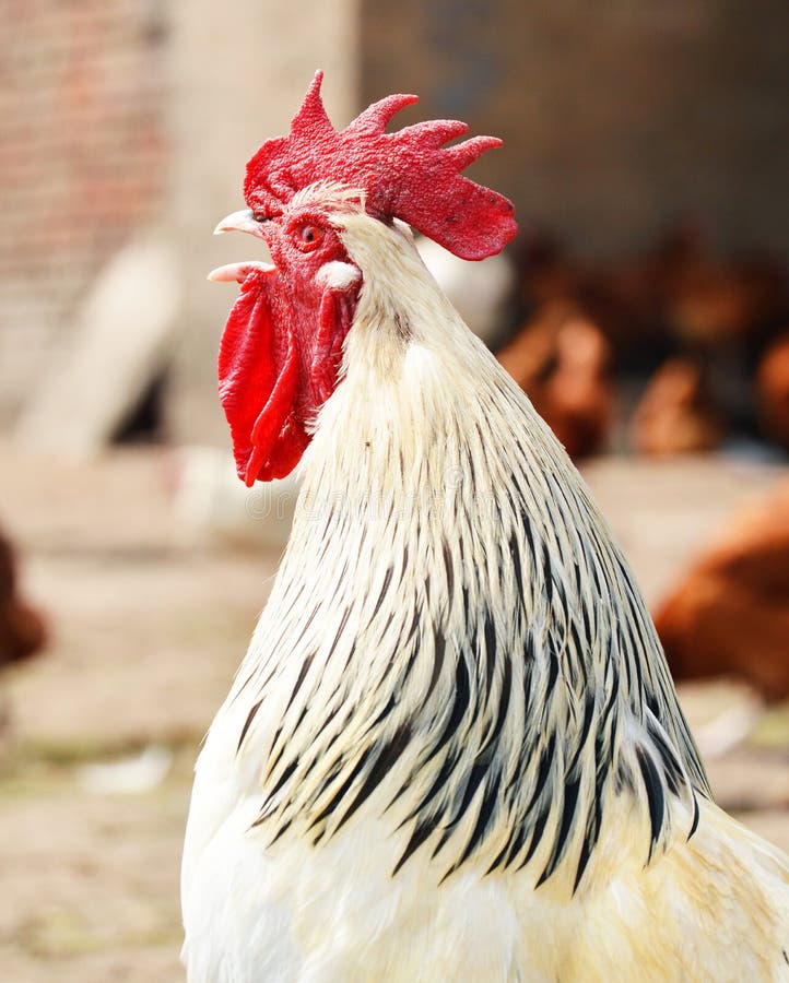 Rooster on Traditional Free Range Poultry Farming Stock Image - Image ...