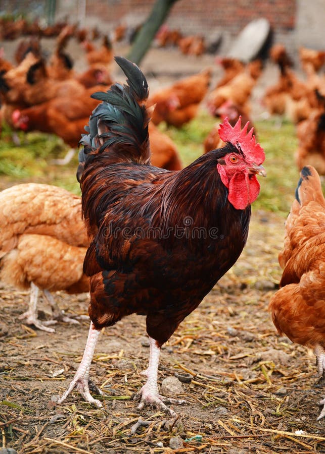 Rooster on Traditional Free Range Poultry Farm Stock Photo - Image of ...