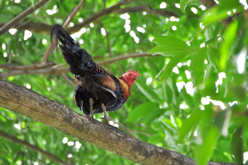 Rooster on the tree stock photo. Image of chicken, foul - 70849310