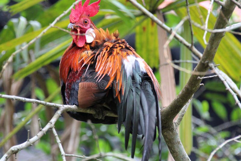 Rooster in a Tree - Singapore Stock Photo - Image of wing, chicken ...