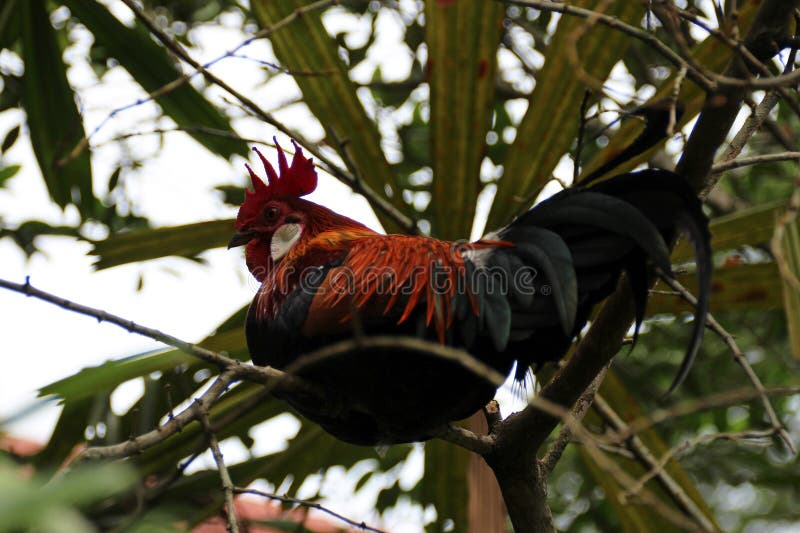 Rooster in a Tree - Singapore Stock Photo - Image of beak, singapore ...