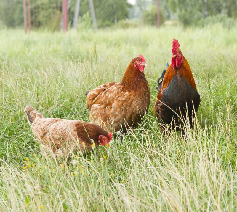 Rooster and two hen stock image. Image of oversee, group - 15771063