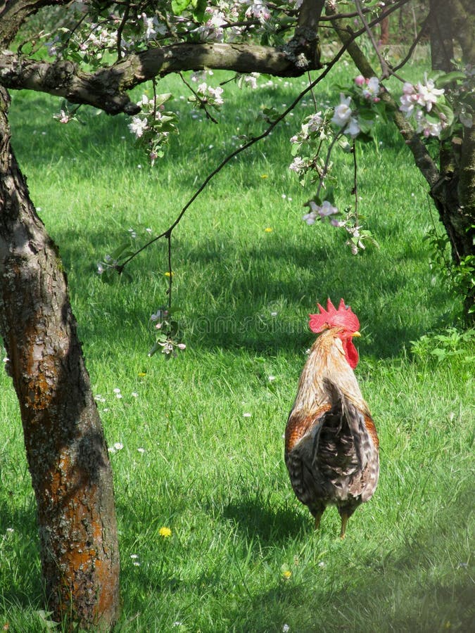 Rooster Under the Apple Tree Stock Photo - Image of chicken, tree ...
