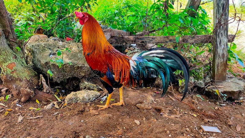 The Rooster is Under the Tree Stock Photo - Image of wing, waterfowl ...