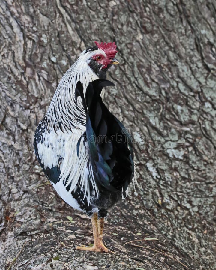 Rooster stock image. Image of strolling, rico, fowl, walking - 62814393
