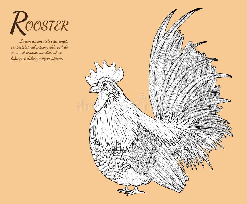 Rooster vector stock vector. Illustration of male, chicken - 74296618