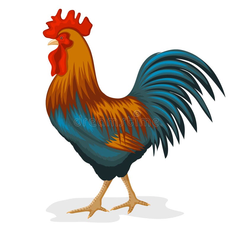 Rooster stock vector. Illustration of alive, icon, farm - 71636830