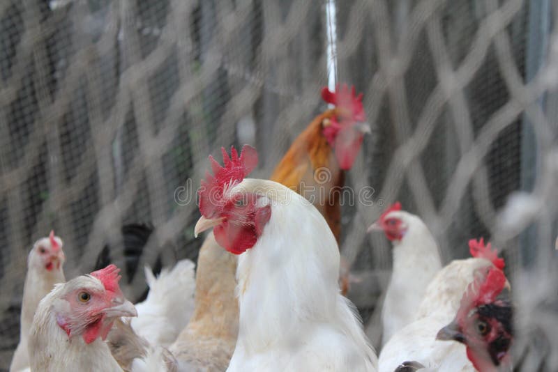 Rooster in the Village is a Serious Bird Stock Image - Image of ...