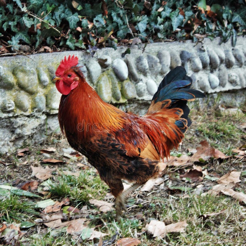 Rooster on a walk stock image. Image of back, cockerel - 137357065