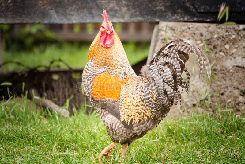 Rooster in Walk Looking Towards the Camera Stock Photo - Image of male ...