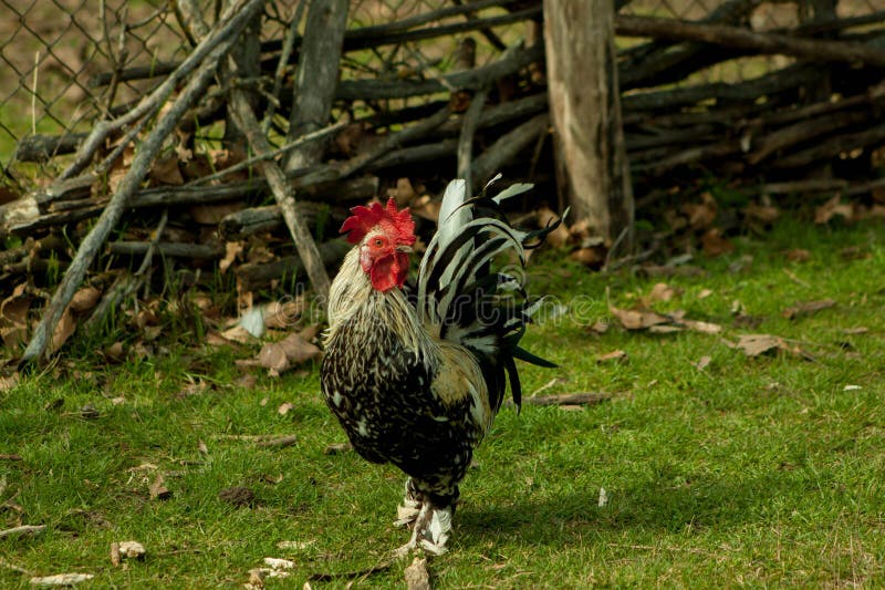 Rooster on a walk stock photo. Image of chicken, duck - 272303878