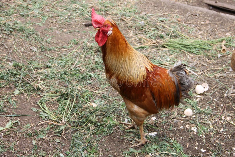 Rooster Walking in the Barnyard Stock Photo - Image of poultry, brown ...