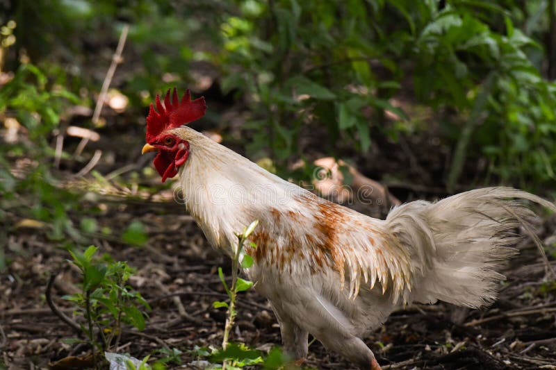 Rooster Walking through the Bushes Stock Photo - Image of feathers ...