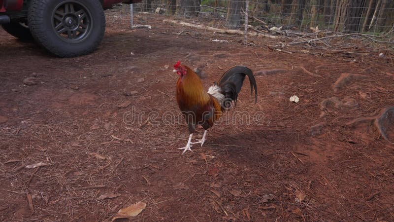 Rooster Walking in the Farm, Close-up View Stock Footage - Video of ...