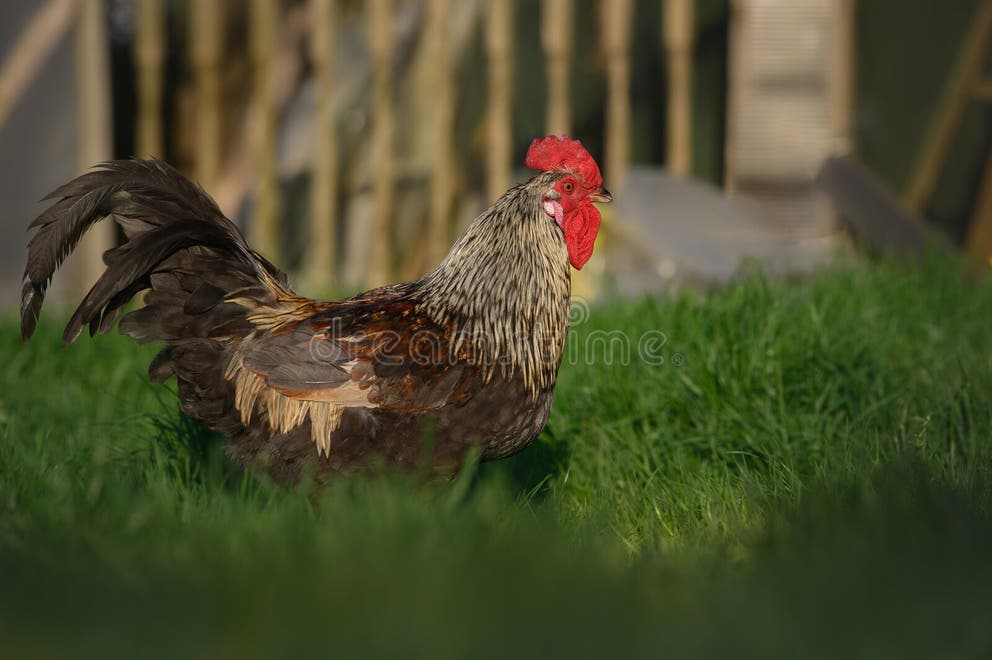 Beautiful Rooster Walking on Grass in Summer Stock Image - Image of ...