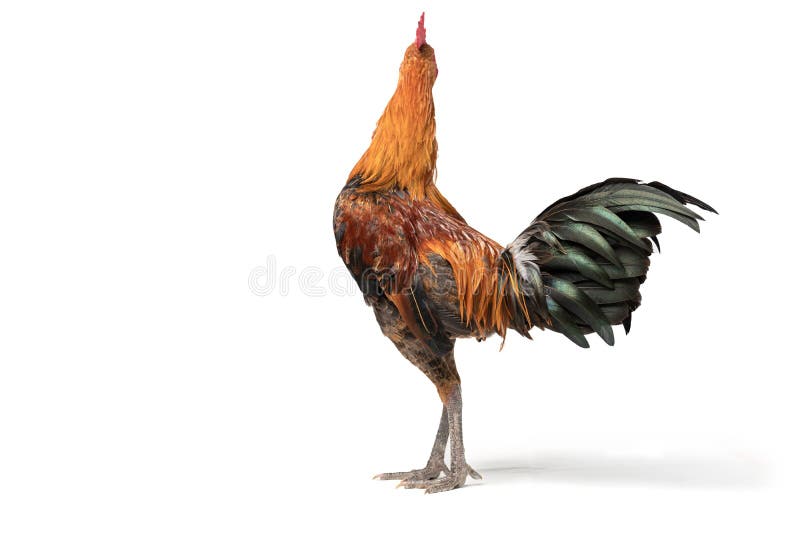 Rooster Walking Isolated on White, Studio Shot,chicken Stock Image ...