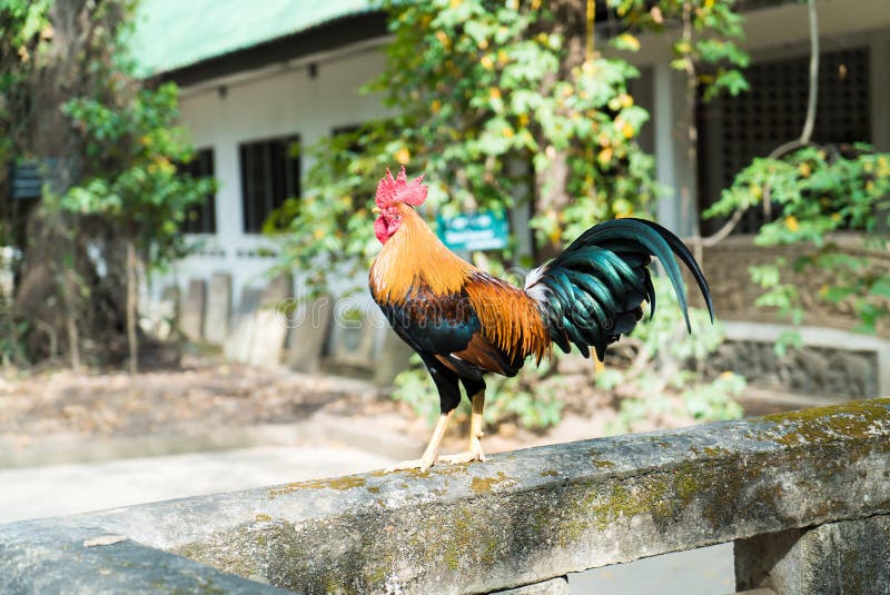 Rooster on the wall stock image. Image of nature, male - 66787995