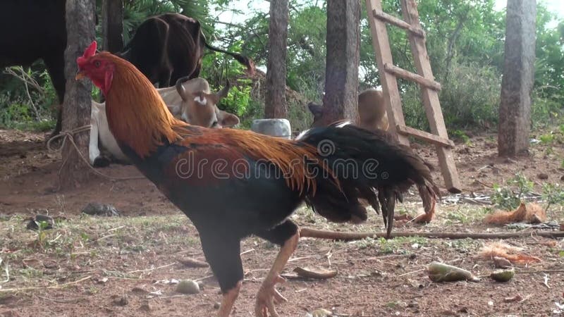 Close-up Nature Background of Zen Balanced Stones Pyramid Calmness Landscape 4k Stock Footage ...