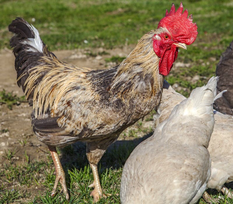Rooster Watching Chickens, Walking in the Field. Stock Image - Image of ...