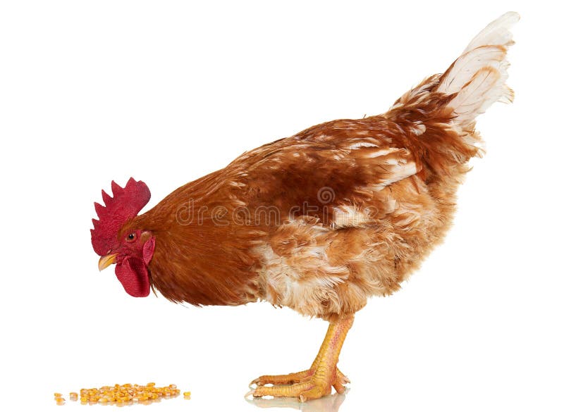 One Live Chicken Full-length on White Stock Photo - Image of chick ...