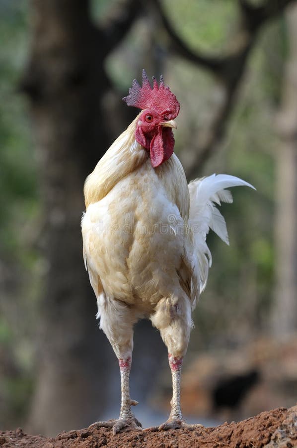Indian rooster stock photo. Image of part, male, rooster - 27004542