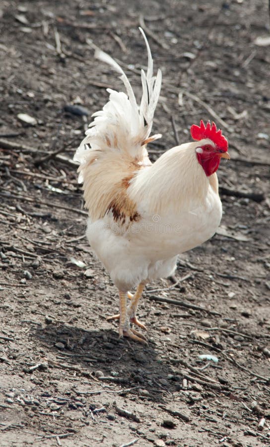 Rooster White stock photo. Image of rural, nature, village - 40573860