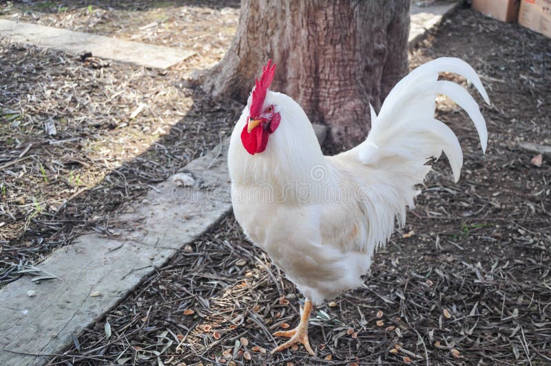Rooster stock photo. Image of bird, spur, white, animal - 41618732