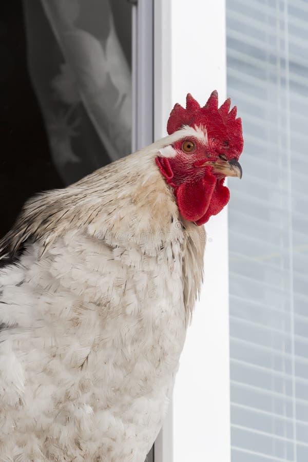 Rooster on the windowsill stock photo. Image of life - 65848098