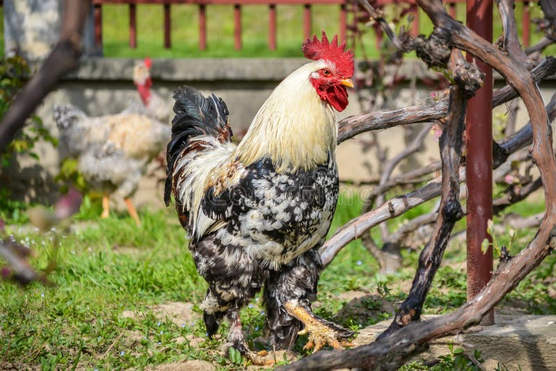 Rooster stock image. Image of chickens, farming, animal - 81065733