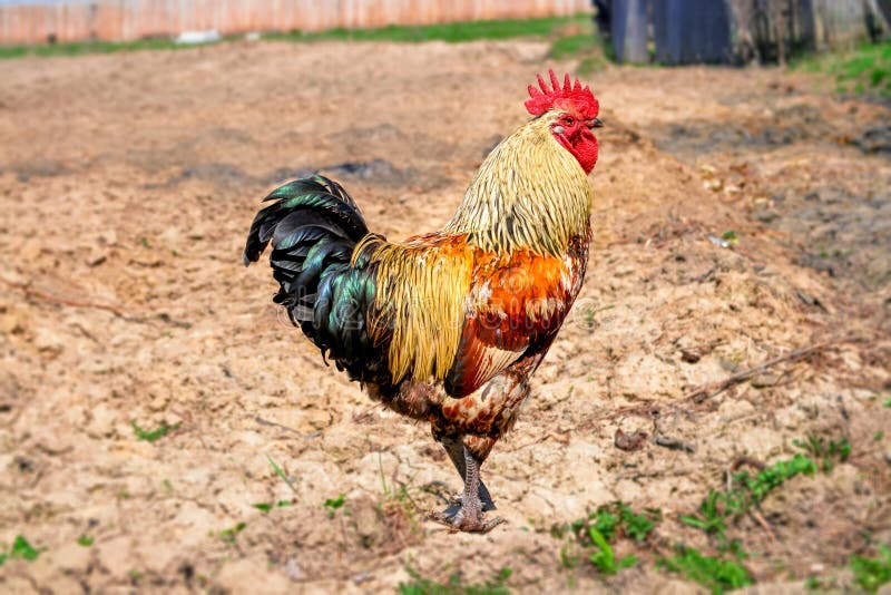 Rooster stock image. Image of feather, domestic, farmyard - 66452219