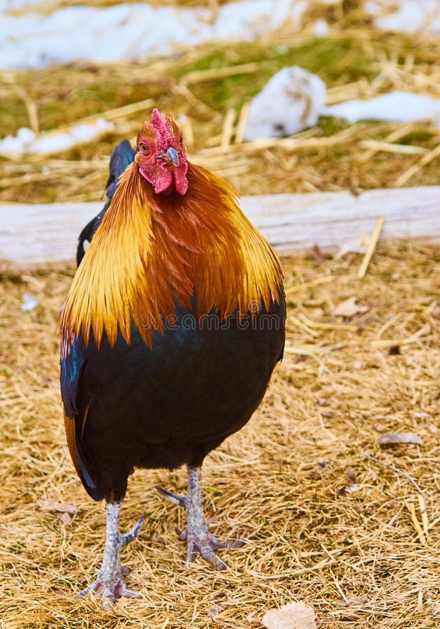 Rooster stock image. Image of animal, farm, bird, rooster - 66546223