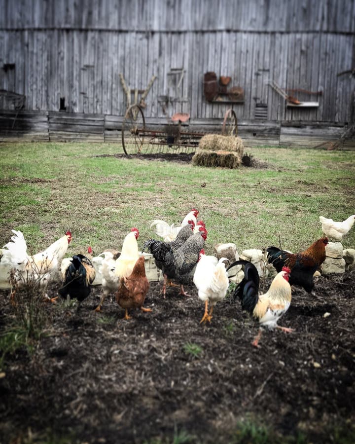 Roosters stock photo. Image of kentucky, farm, barn, roosters - 84890078