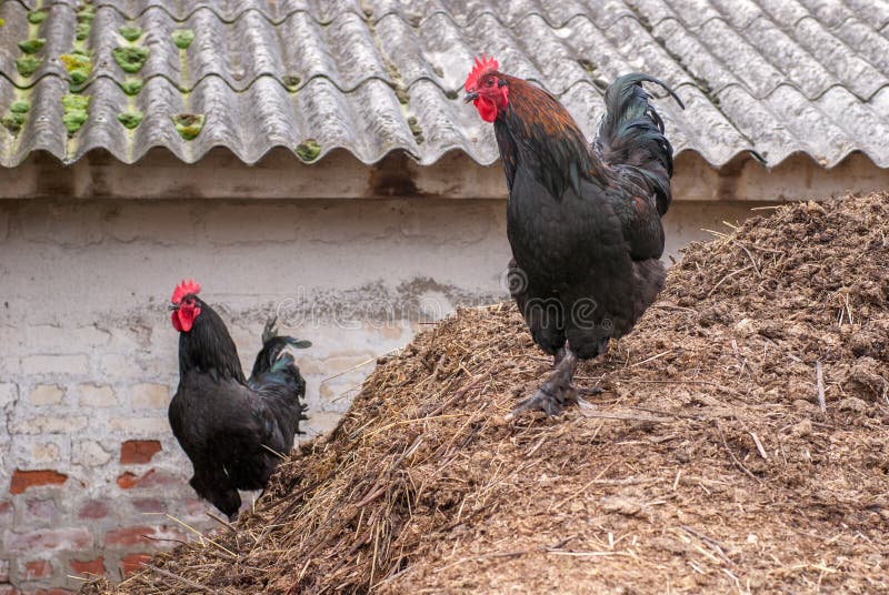 Roosters on a bunch of hay stock image. Image of afrac34 - 96535769