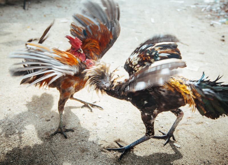 Roosters on a big fight stock image. Image of logroaplusmn - 107470017