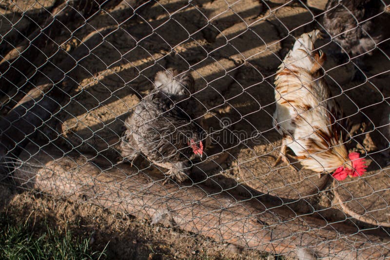 Roosters with Hens Behind the Cage on the Farm Stock Image - Image of ...