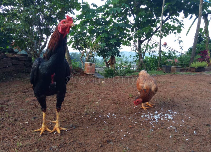 Roosters and Hens Eat Rice on the Ground Stock Image - Image of peafowl ...