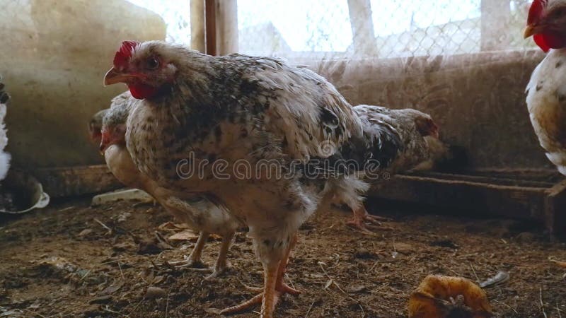 Roosters and Hens on a Farm Close-up. Chickens and Roosters. Stock ...