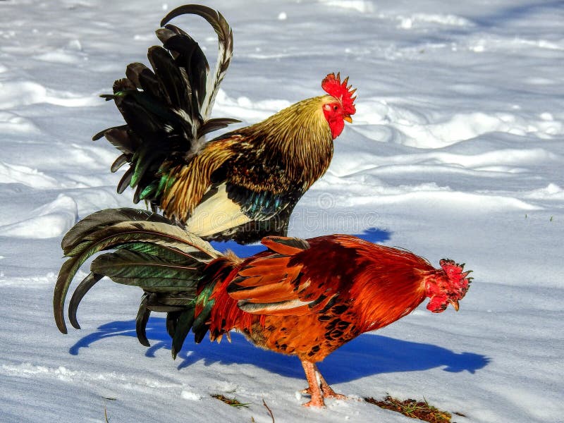 Carolina Snow Roosters stock image. Image of roosters - 116573369