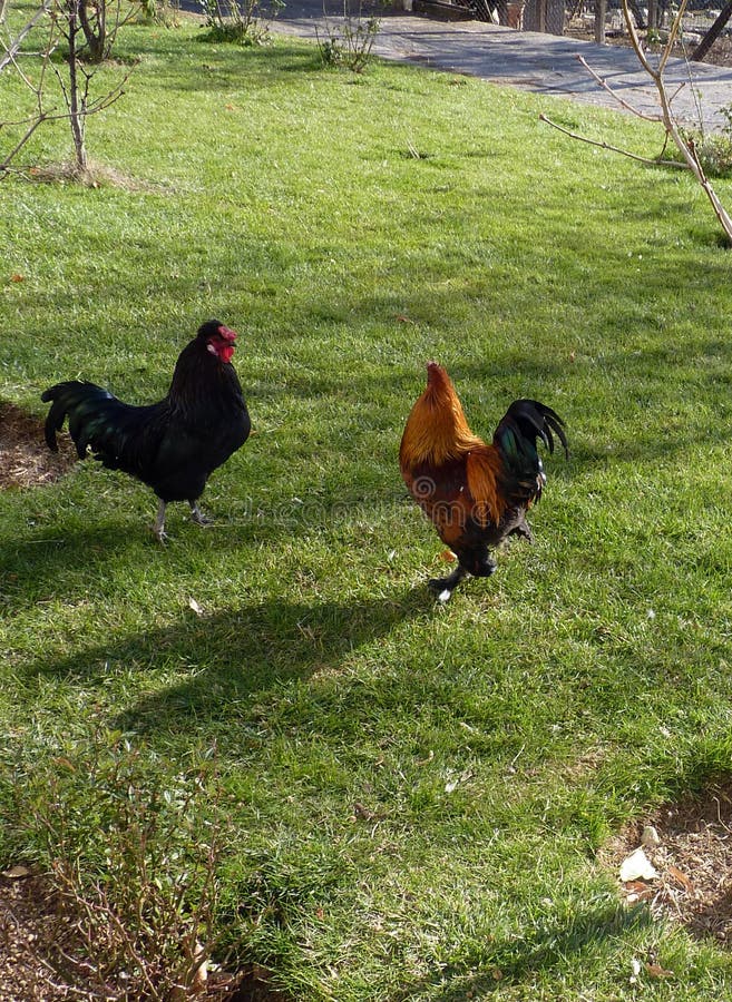 Roosters Ready for a Battle Stock Image - Image of bird, closeup: 77923141