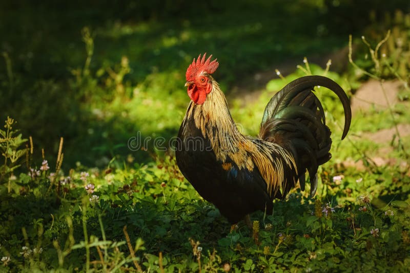 Roosters in the Yard stock photo. Image of fauna, outdoors - 144616316