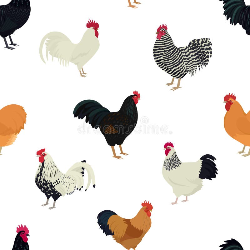 Roosters Seamless Pattern Flat Vector Illustration Farming Today Stock ...