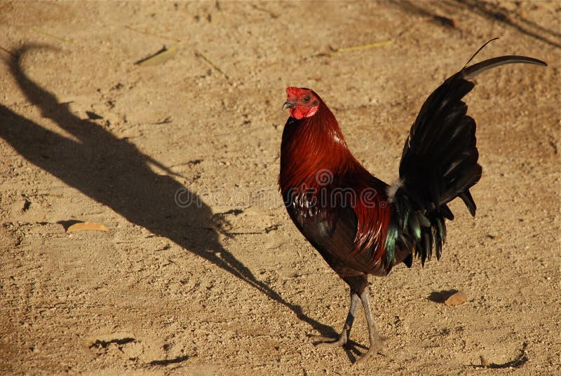 Roosters Shadow stock image. Image of call, rooster, chicken - 7593403