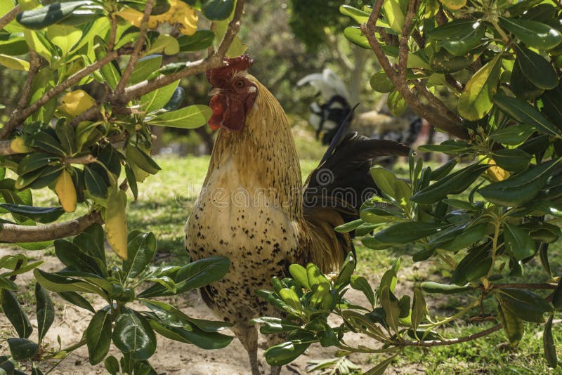 Roosters in spring 4 stock image. Image of bathing, helped - 115713053